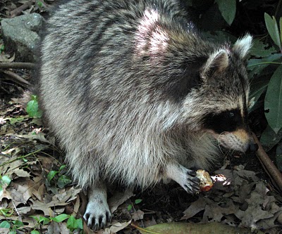 Pests - Merlin's Pest Control